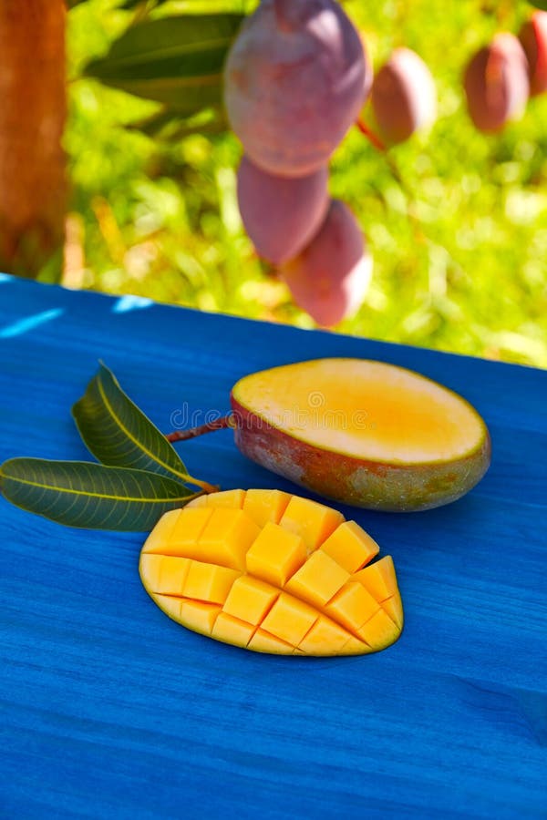 Mango Tree with Prepared Mango Fruit Stock Photo - Image of mango ...