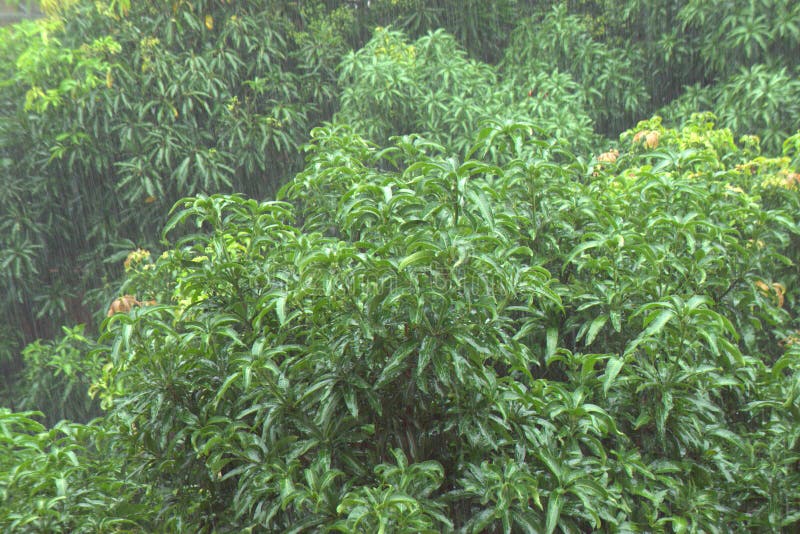 620 Mango Rainforest Stock Photos - Free & Royalty-Free Stock Photos ...