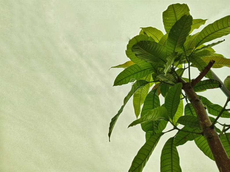 Mango Tree after Rain in the Afternoon Stock Image - Image of asia ...