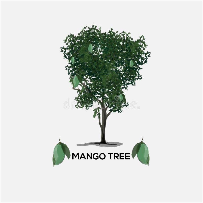 Mango tree. realistic - stock illustration. Illustration of countryside ...