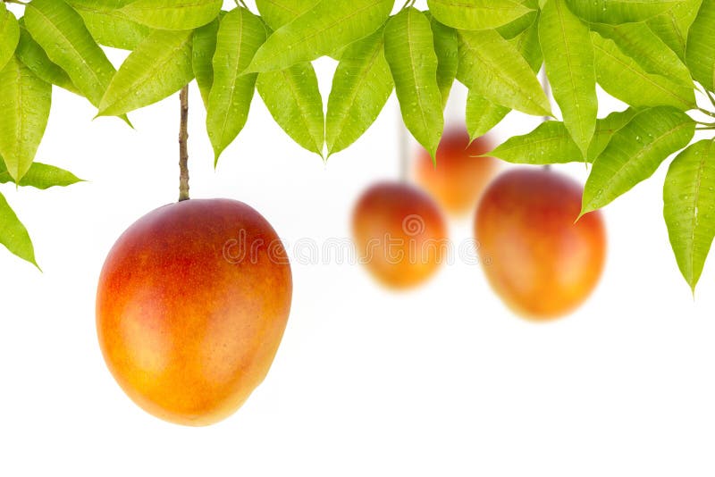 Mango Tree Stock Images - Download 8,926 Royalty Free Photos