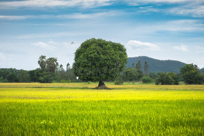 Mango Tree on Rice Field with Blue Sky Stock Image - Image of natural ...