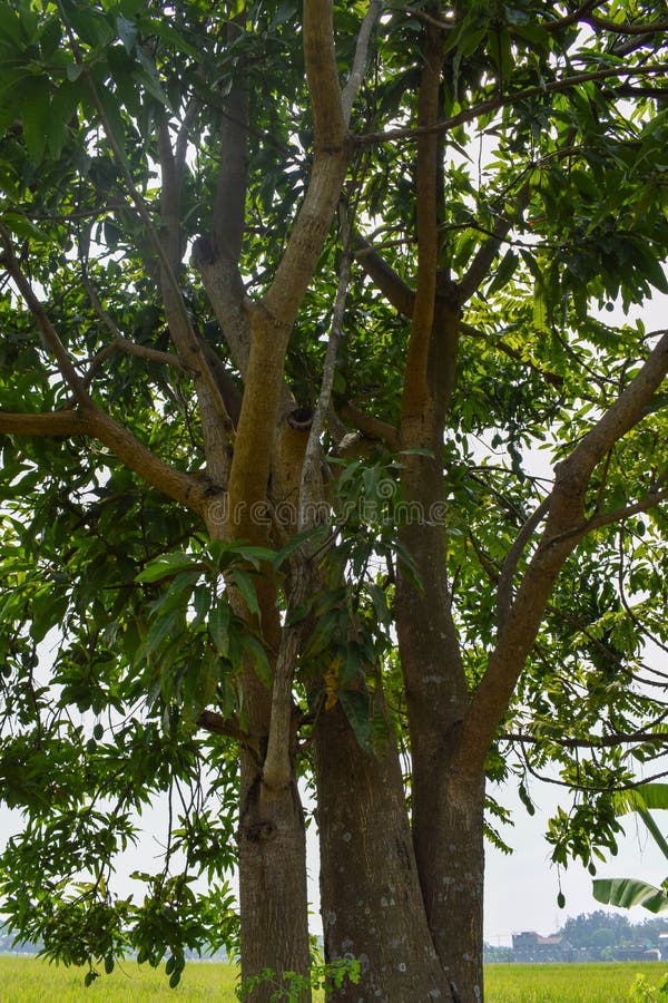 Mango Tree beside the Rice Field Stock Image - Image of food, color ...