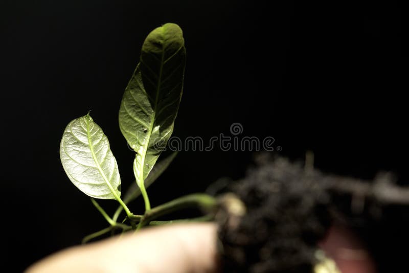 Mango tree root stock photo. Image of garden, farm, germinate - 238036992