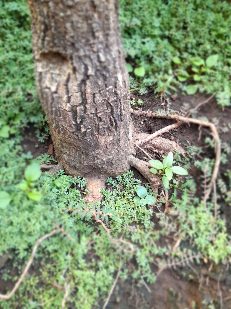 191 Mango Tree Roots Stock Photos - Free & Royalty-Free Stock Photos ...