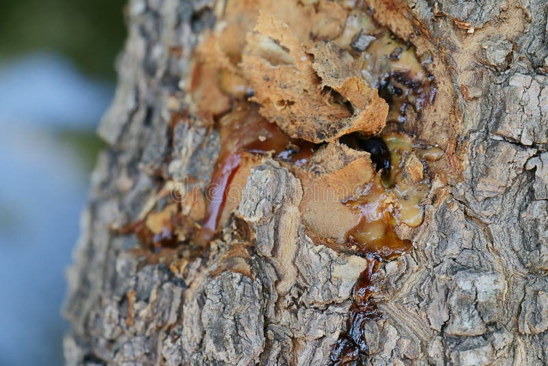 Mango tree sap stock image. Image of thailand, mango - 50812427