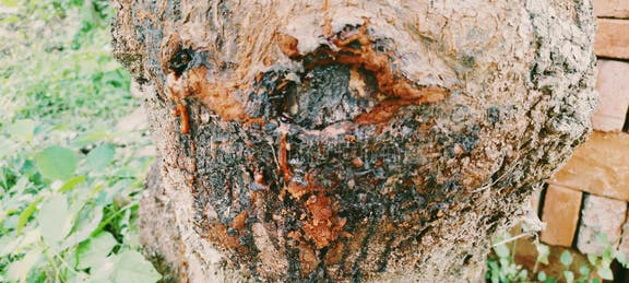 Mango Tree Sap that Has Turned Brown Stock Image - Image of tree, brown ...