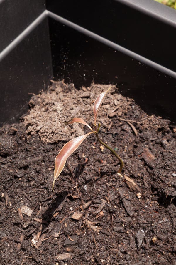 Mango Tree Seedling Sprouts in Organic Dirt in a Garden Stock Photo ...