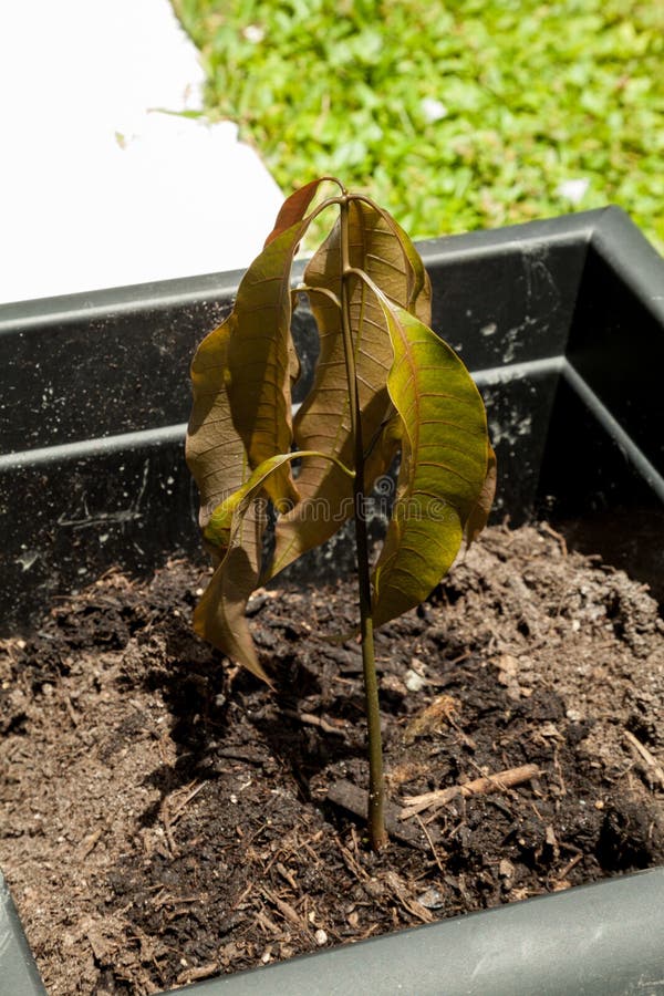 Mango Tree Seedling Sprouts in Organic Dirt in a Garden Stock Photo ...