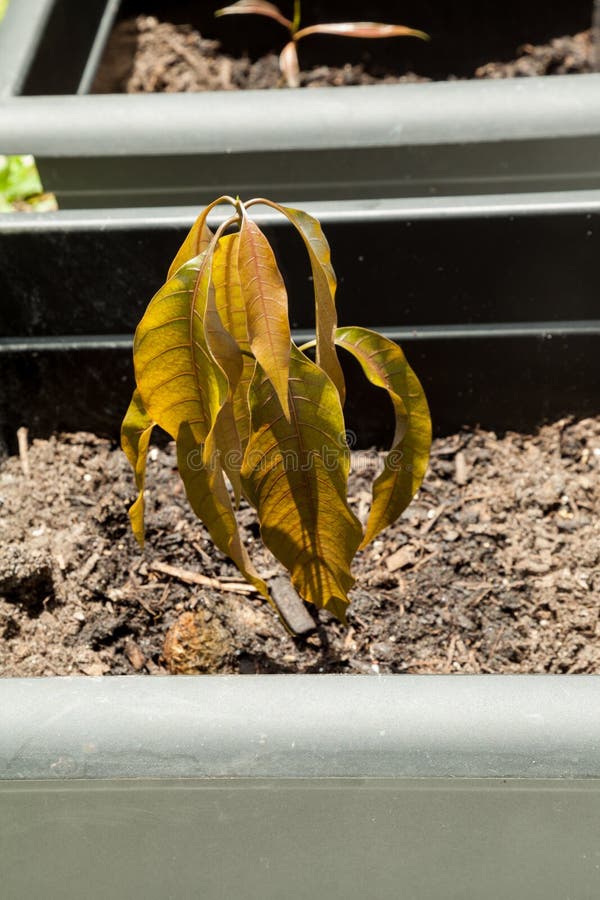 Mango Tree Seedling Sprouts in Organic Dirt in a Garden Stock Photo ...