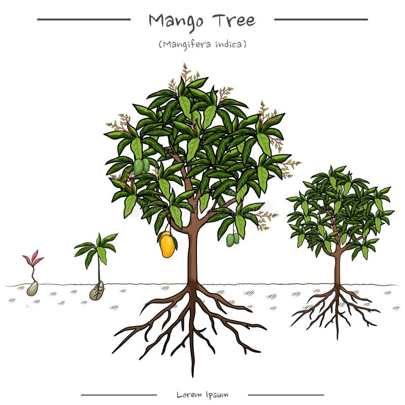 Mango Growing Stages Stock Illustrations – 8 Mango Growing Stages Stock ...