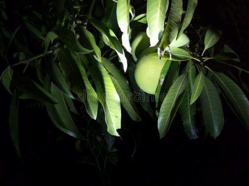 Mango tree stock image. Image of dark, tree, mango, night - 112234385