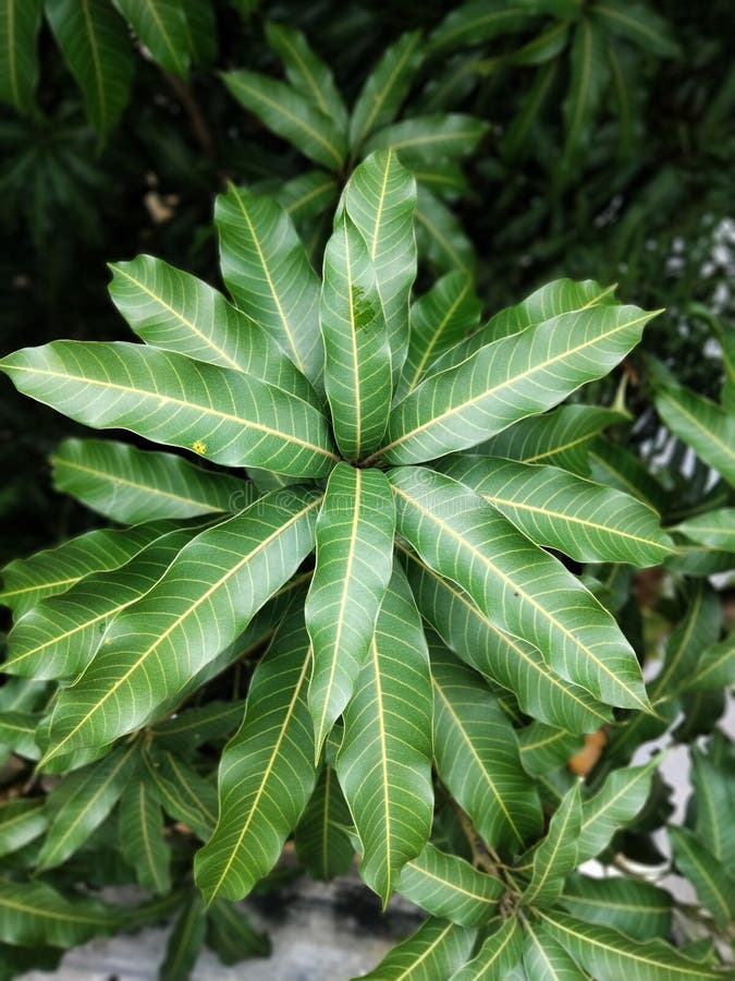 Mango tree shoots stock photo. Image of vegetation, flower - 208342972