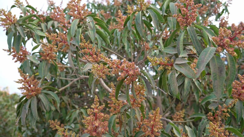 Mango Tree Bloom or Blossom in Spring. Fruit of Summer Season Stock ...