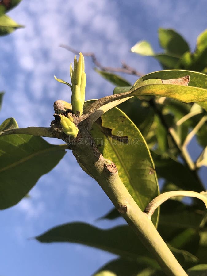 Mango tree shoots stock photo. Image of shoots, tree - 265075470