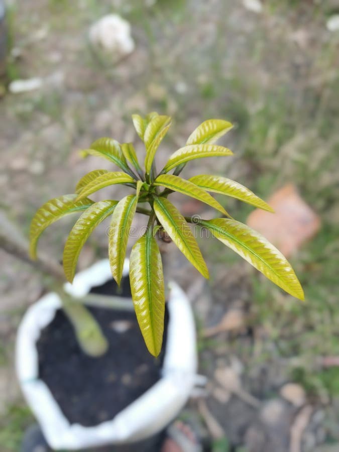 New tree shoots stock photo. Image of trunk, green, leaves - 6888042