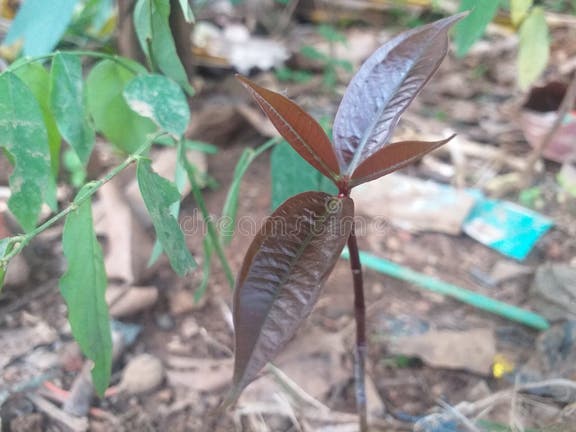 Mango tree shoots stock image. Image of animal, flower - 205708157