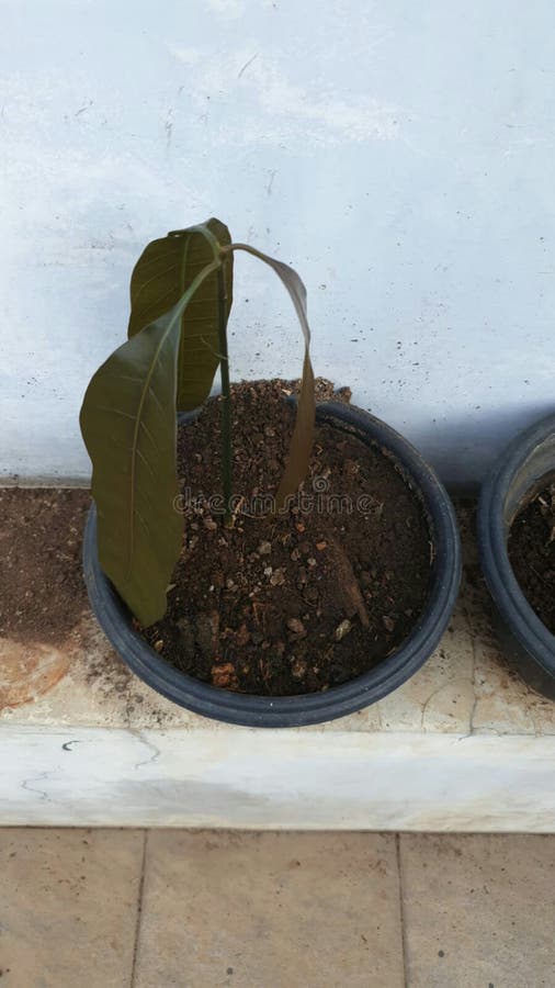 Mango Tree Shoots. Young Shoots of Mango Tree Stock Photo - Image of ...
