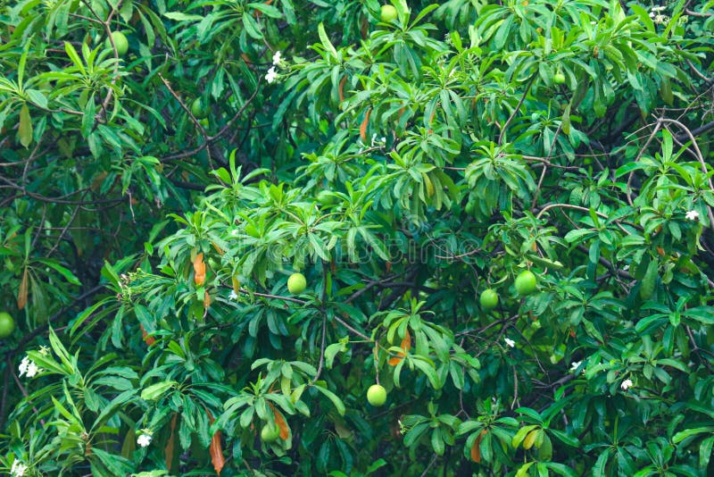 This is a Mango Tree by the Side of the Road that Has Quite Dense Fruit ...