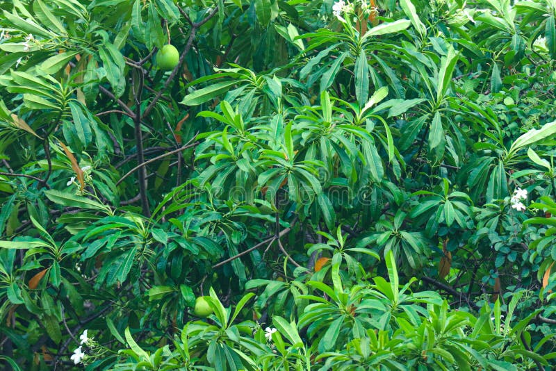 This is a Mango Tree by the Side of the Road that Has Quite Dense Fruit ...