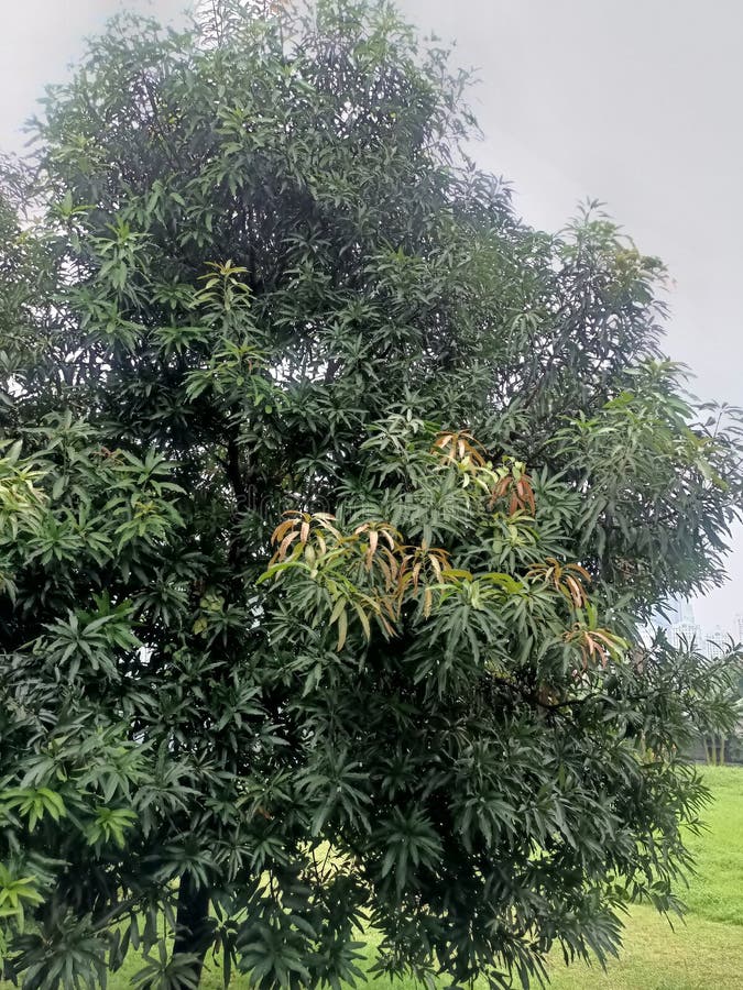 Mango Tree on the Side of the Road. Stock Image - Image of road, mango ...