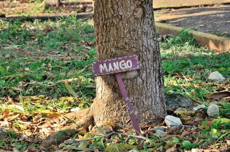 Mango tree sign stock image. Image of badge, islands - 51100761