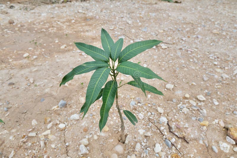 Mango Tree with Single Leaves. Stock Image - Image of frost, flower ...