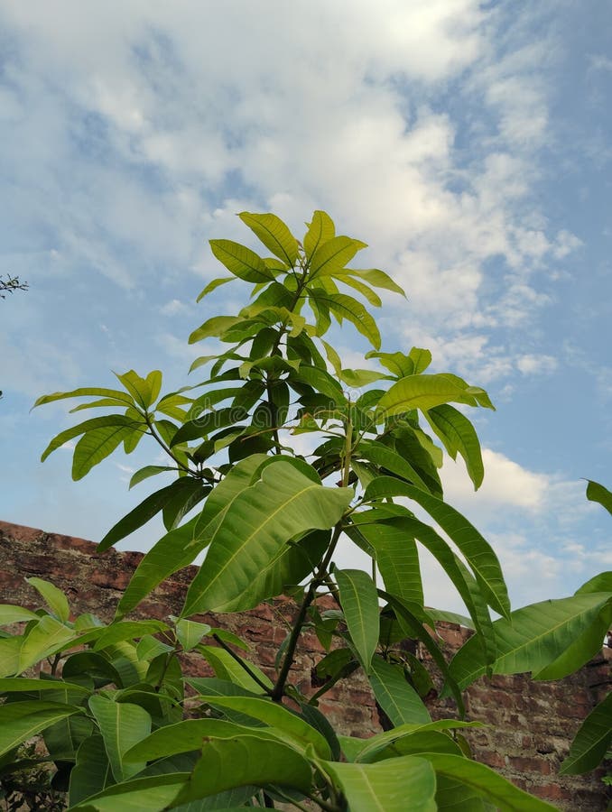 A mango tree and sky stock photo. Image of blue, mango - 326146024