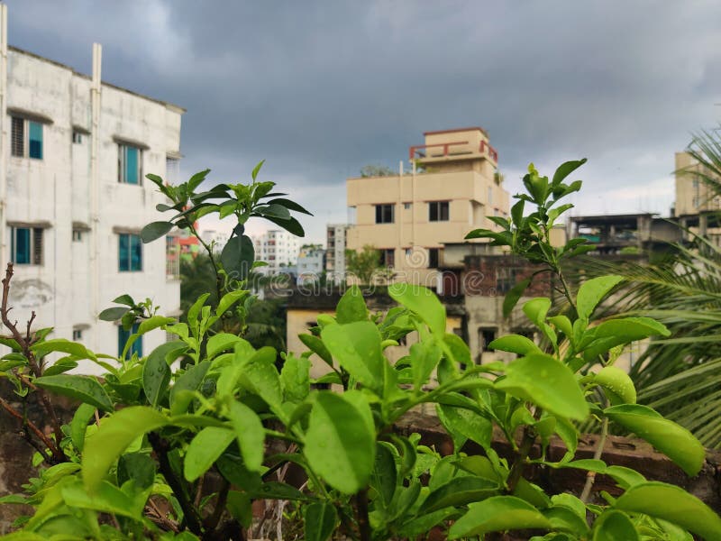 Mango Tree and Sky View, Dhaka, Bangladesh Stock Photo - Image of house ...