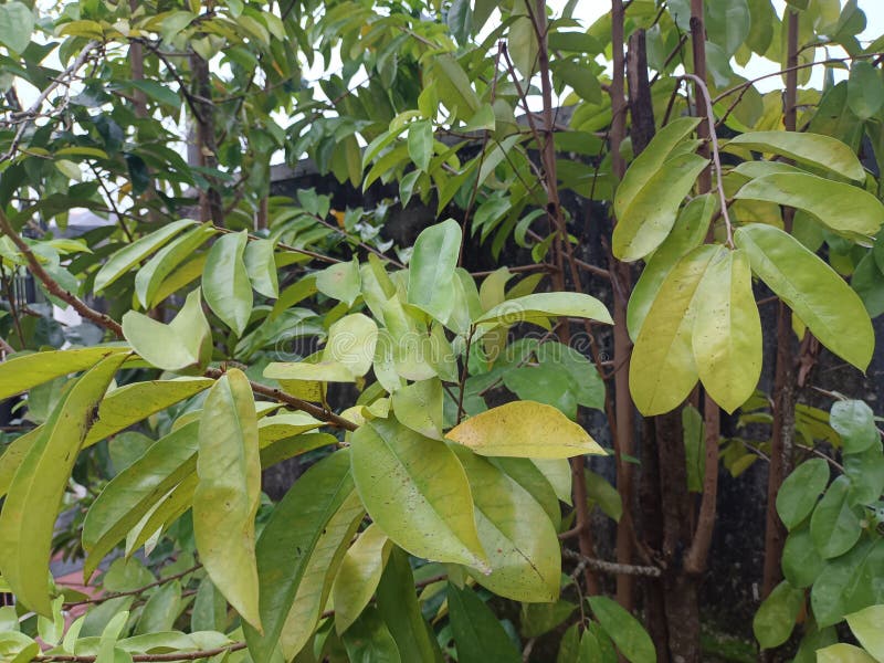 Mango Tree, Small Mango Plant in India Stock Image - Image of autumn ...