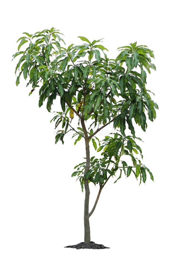 Mango Tree, Small Mango Tree, Mango Seedlings Isolated on White ...