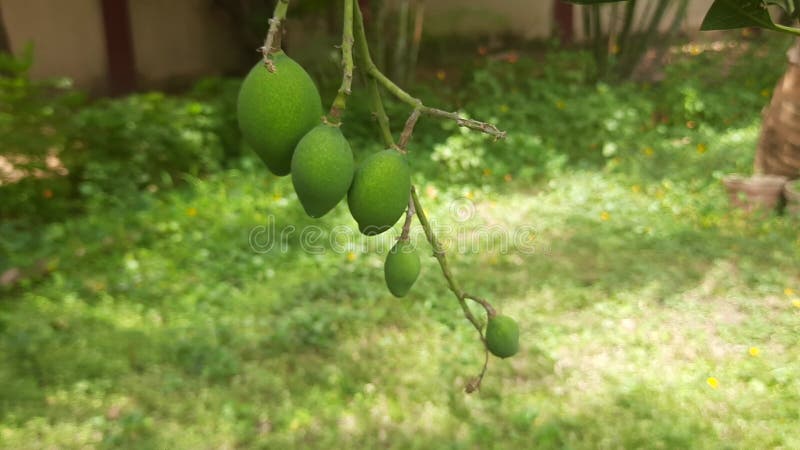Mango Tree with Small Mangoes Hanging. Stock Footage - Video of leaves ...