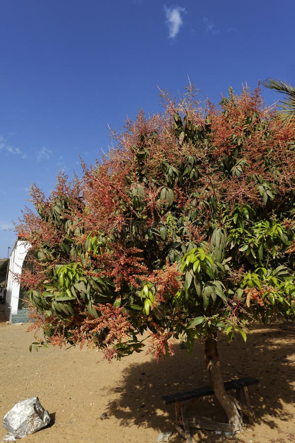 Mango tree stock image. Image of shrub, leaf, mango, plantation - 31600105