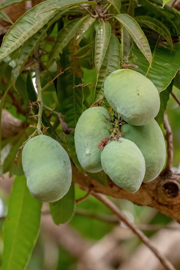 Mango tree with fruits stock image. Image of green, natural - 232804525