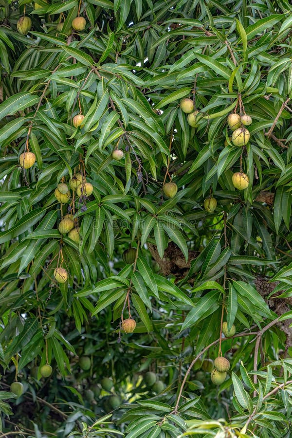 Mango tree with fruits stock photo. Image of nature - 238167666