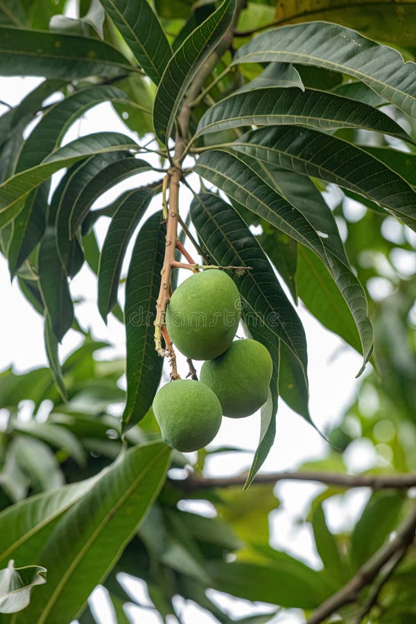 Mango tree with fruits stock photo. Image of harvest - 258937262