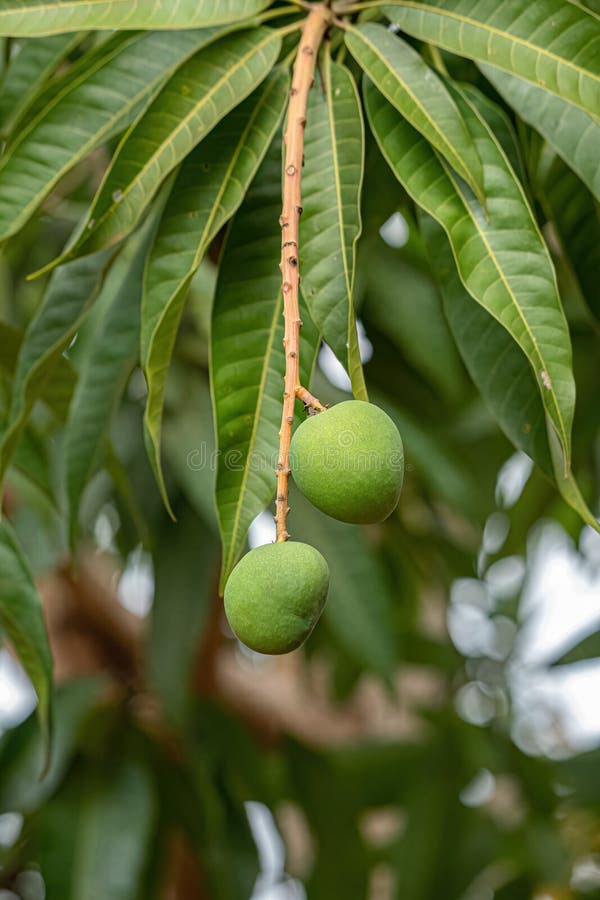 Mango tree with fruits stock photo. Image of summer - 258937270