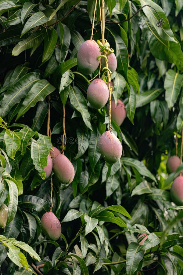 Mango tree with fruits stock image. Image of tree, juicy - 264278343