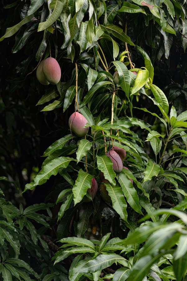 Mango tree with fruits stock photo. Image of natural - 264278346
