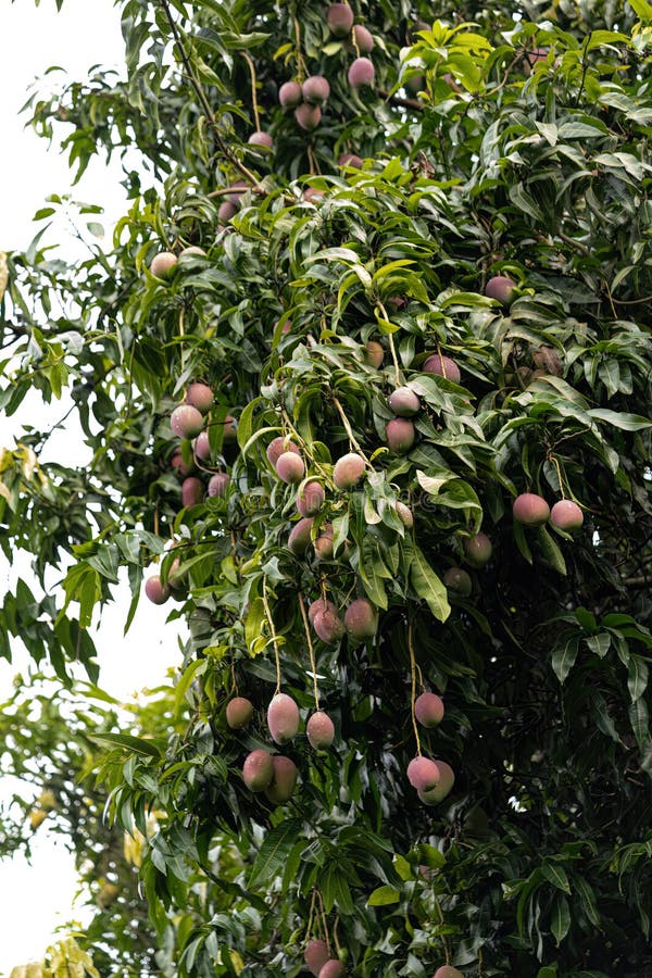 Mango tree with fruits stock image. Image of mango, species - 264278433