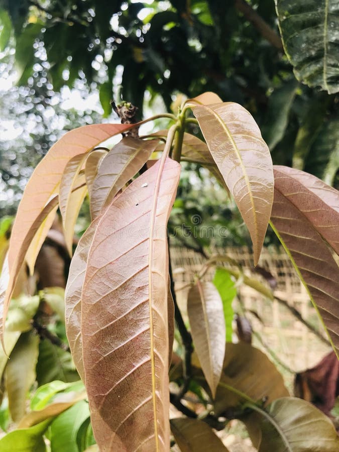 The Mango Tree Sprouts New Leaves Stock Photo - Image of mango ...