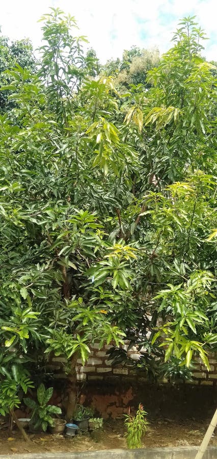 A Mango Tree that Still Has No Fruit Stock Photo - Image of tree, still ...
