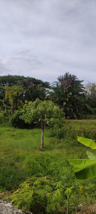 Mango tree in the swamp stock photo. Image of reflection - 262795066