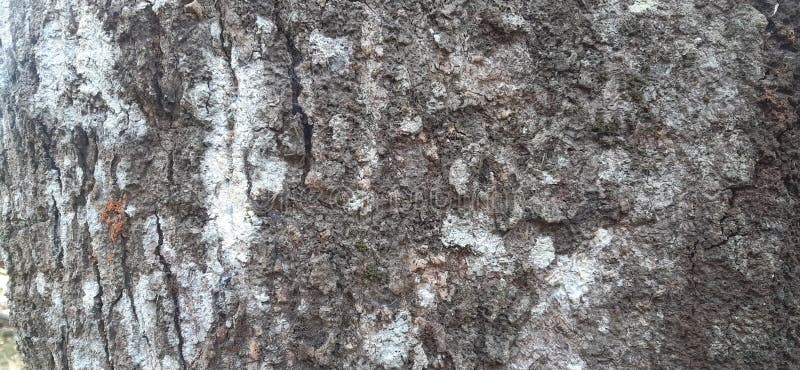 Mango Tree Texture for Designer Stock Photo - Image of asphalt ...