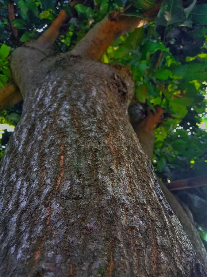 Mango Tree, with the Texture of an Old Tree Stock Image - Image of rock ...