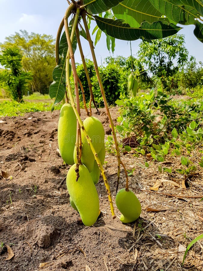 Mango Tree Thailand Stock Images - Download 2,329 Royalty Free Photos