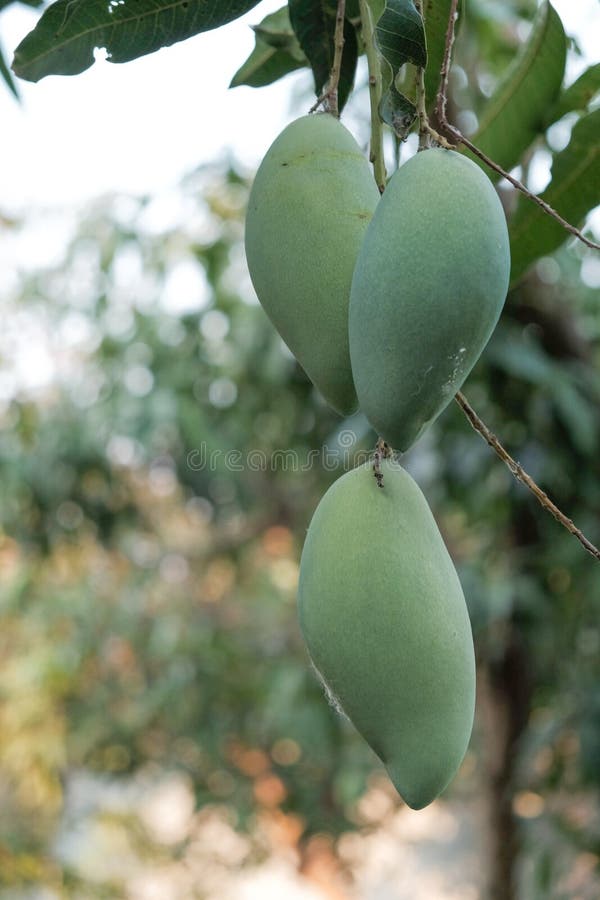 Mango on tree stock image. Image of tasty, tropical, group - 94395329