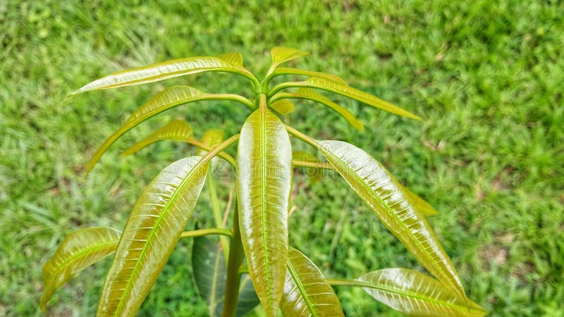 Mango Tree Top Leaves, Shiny Yellow with a Soft Texture. Mango Tree ...