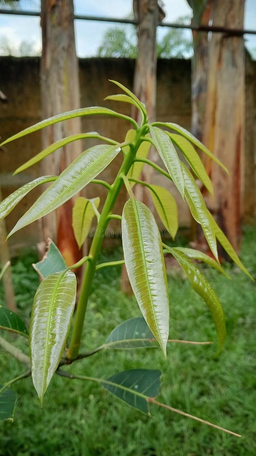 Mango Tree Top Leaves Shiny Yellow Soft Texture Tops Stock Photos ...