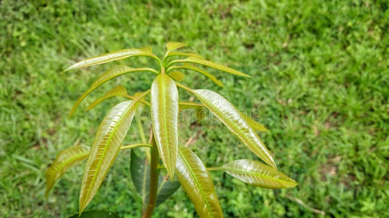 Mango Tree Top Leaves, Shiny Yellow with a Soft Texture. Mango Tree ...